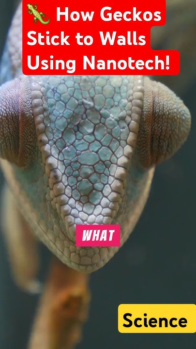 🦎 How Geckos Stick to Walls Using Nanotech! 🤯#science#wildanimals #viralvideo - YouTube