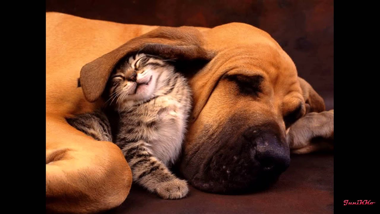 Animais dormindo - Animals sleeping - YouTube