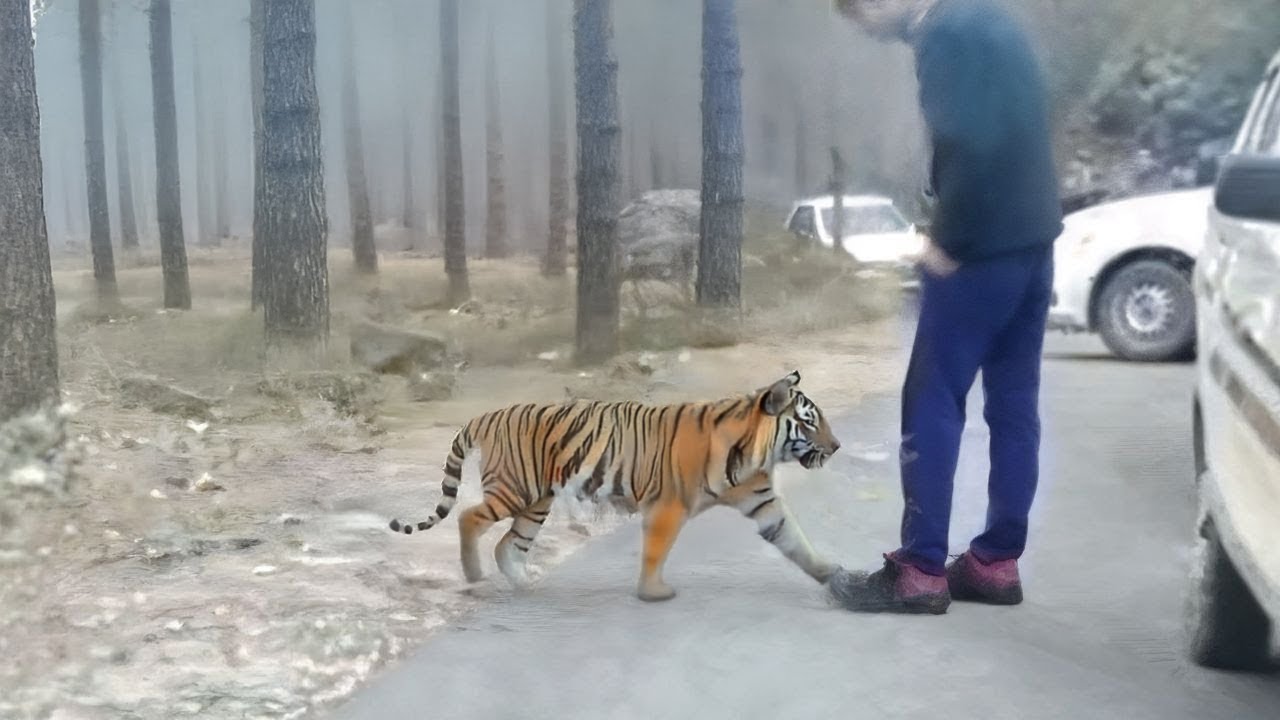 10 Shocking Tiger Encounters Caught on Camera - YouTube
