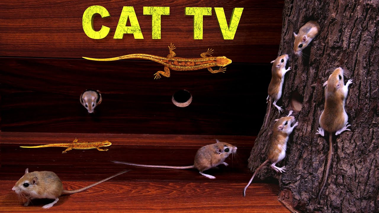 Cat TV Mouse - Ultimate Lizard vs Mouse Hide & Seek Showdown - Catch ...