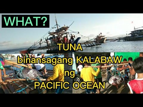 AMAZING SEA, BIG BLUE FIN TUNA(HISTORY IN DINAHICAN,INFANTA QUEZON ...