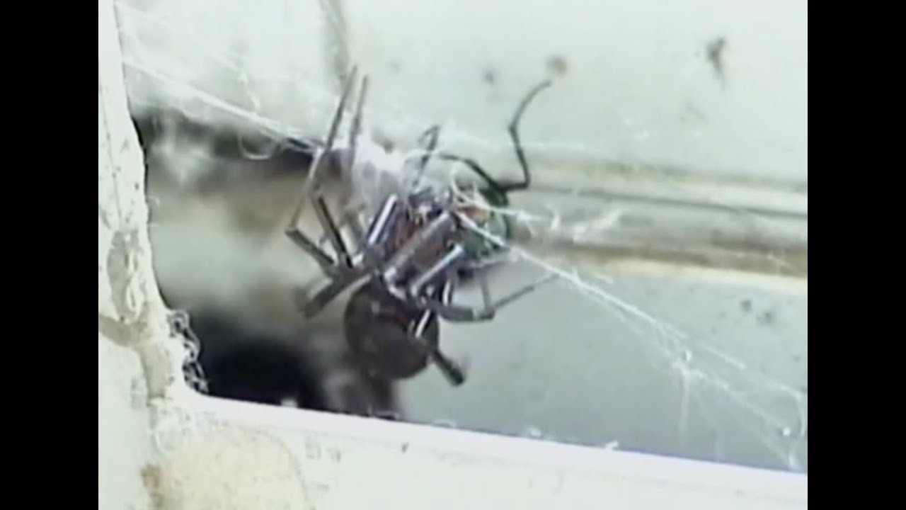 Spider Kills Fly with her "Death Grip" - YouTube