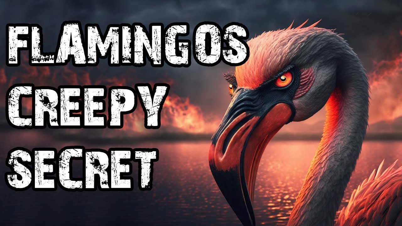 FLAMINGOS CREEPY SECRET | Horror Story - YouTube