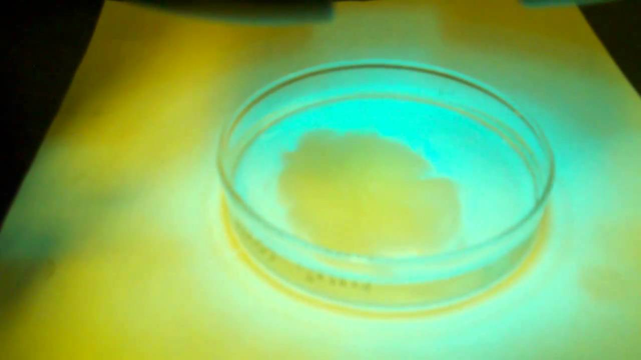 UV polymerization (PNIPA•MBA) - YouTube