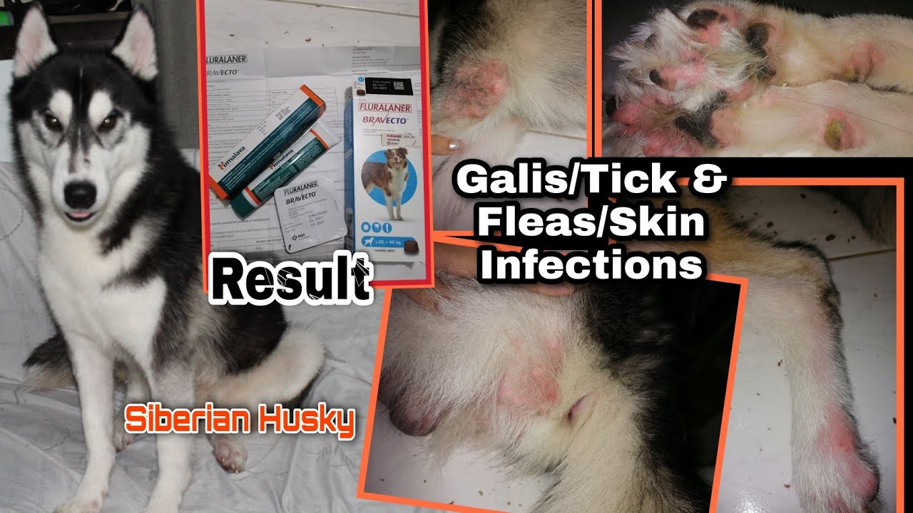Bravecto Result for my Siberian Husky Skin Infections - YouTube