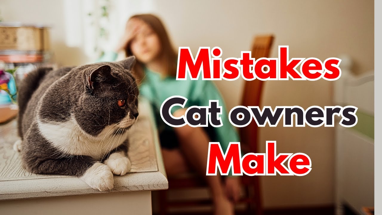 10 Common Mistakes Cat Owners Make - YouTube