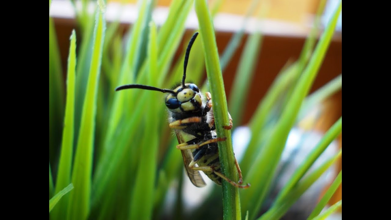 Closeup Wasp Footage - YouTube