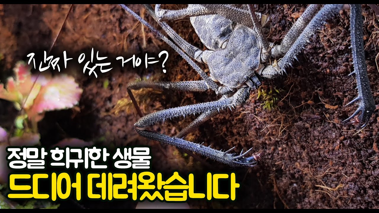 희귀생물 해리포터속 그 거미 진짜 데려왔습니다...(Amblypygi) Tailless whip Scorpion(Spider ...