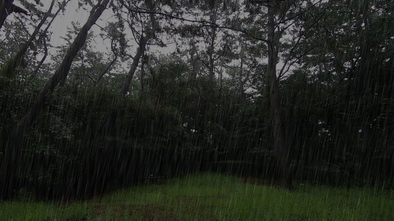 Rain in the forest will wet your heart /Stress Relieving White Noise ...