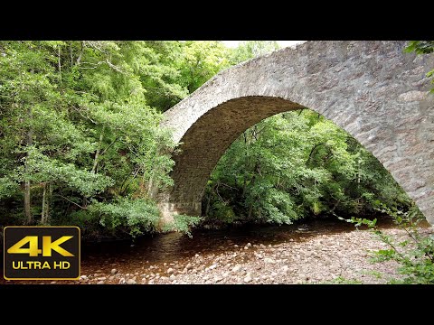 Glen Tanar pinewoods Walk, Aboyne, Scottish Countryside | Binaural ASMR Sound, 4K  [short preview]