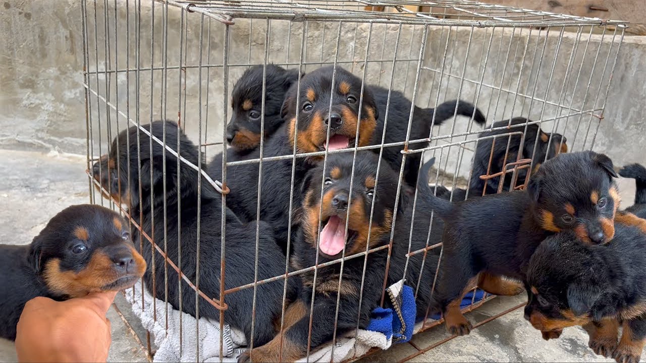 Rottweiler Cachorros - 1 mes de nacido Rocky x Sara 🐶🐶🐶🐶🐶 - YouTube