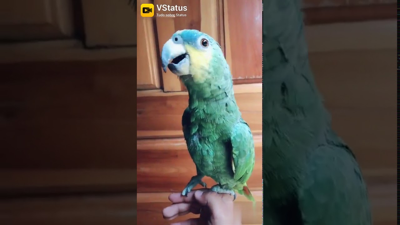 Papagaio canto - YouTube