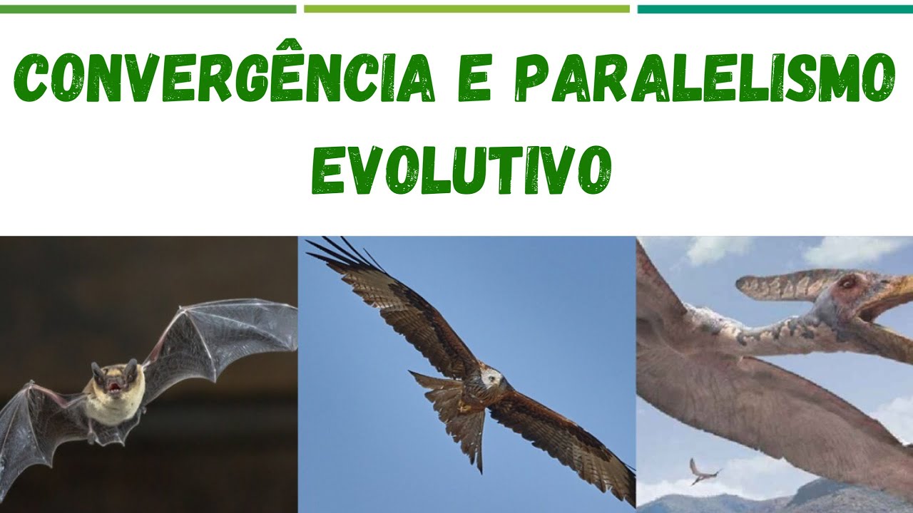 O Que é Convergencia Evolutiva - RETOEDU
