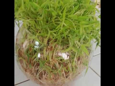Monggo sprouts naging flower vase 😁😁 - YouTube