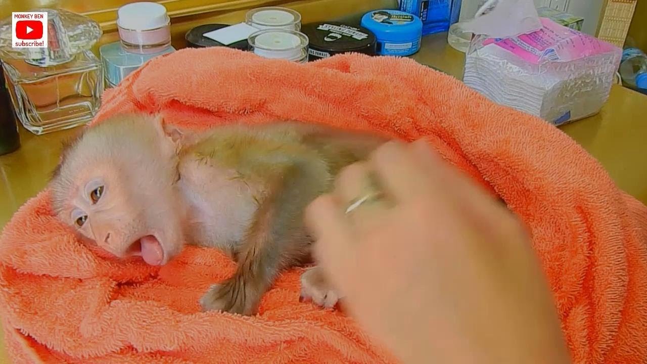 OMG! What happen with baby monkey Ben, Ben monkey feel sleepy after ...