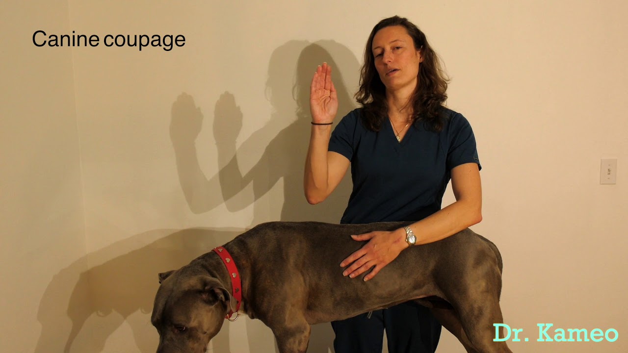 Canine coupage by Dr. Kameo - YouTube