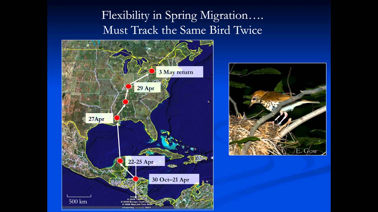 Frequent Fliers: tracking songbird migration through the Americas ...