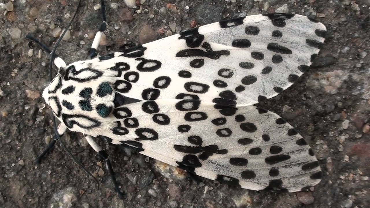 Giant Leopard Moth Habitat