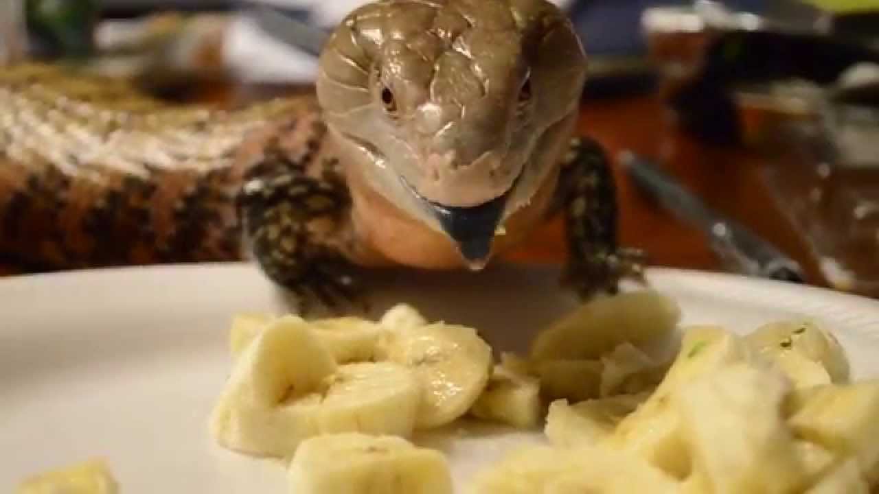 Merauke Blue-Tongued Skink eating banana! - YouTube