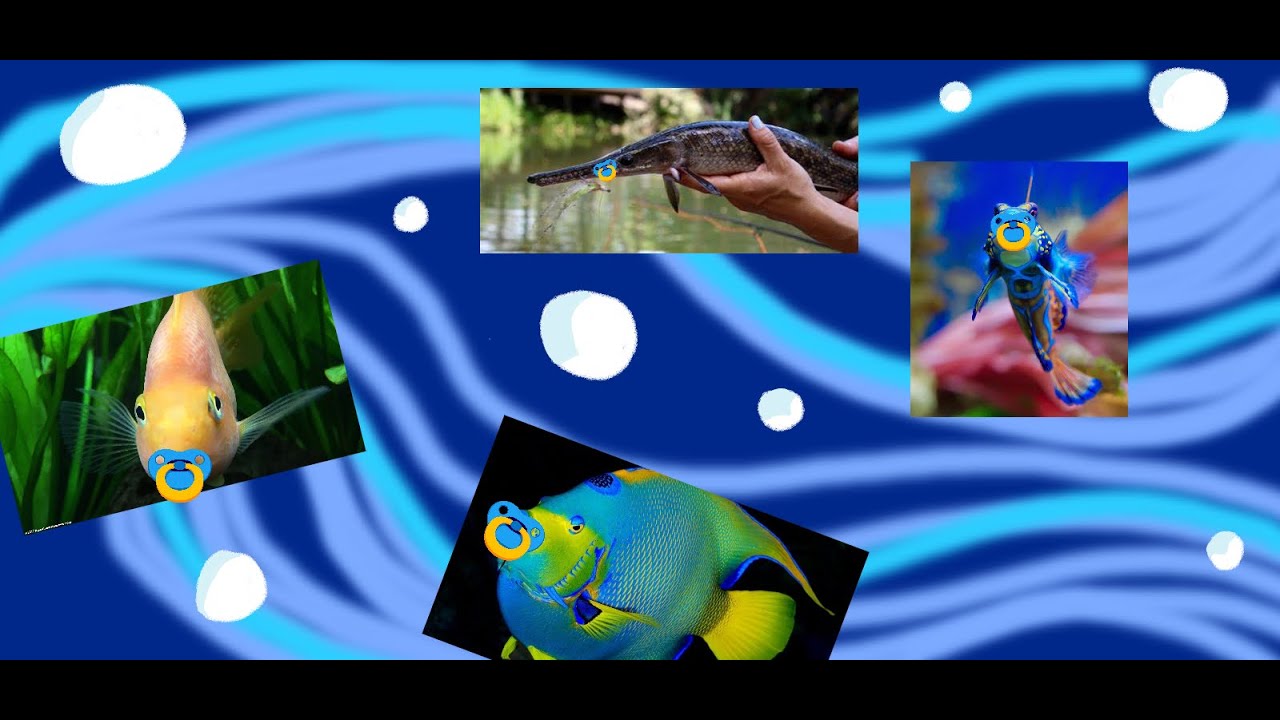 BINKY FISH - YouTube