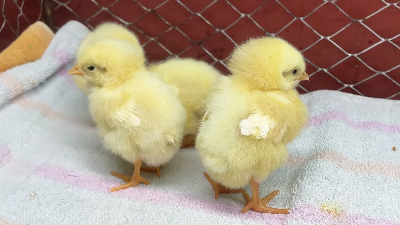 Big sound of Hen kids 🐓🎵 - YouTube