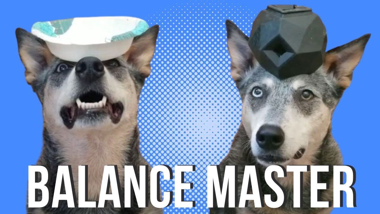 Australian Cattle Dog Balancing 102 Things on Head - YouTube