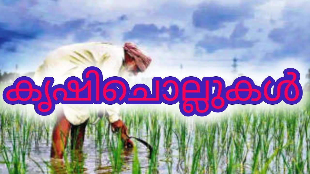 കൃഷി ചൊല്ലുകൾ ||malayalam krishi chollukal#പഴഞ്ചൊല്ലുകൾ - YouTube