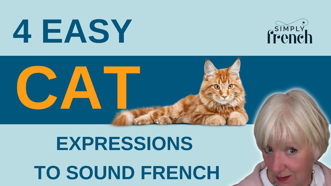 4 easy cat expressions to sound French - YouTube