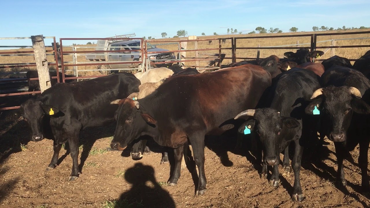 IMG 0100 F1 Wagyu First Calf Heifers - YouTube