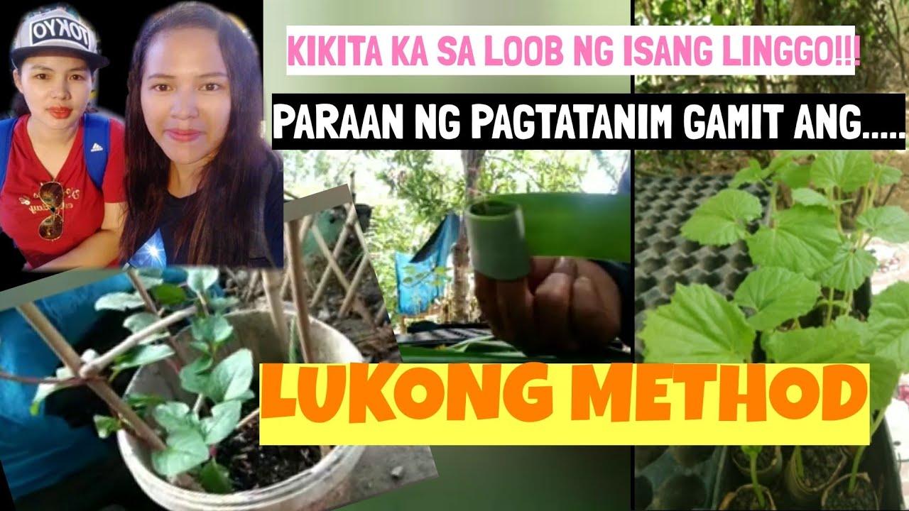 PAGTATANIM/KIKITA SA ISANG LINGGO/LUKONG METHOD - YouTube
