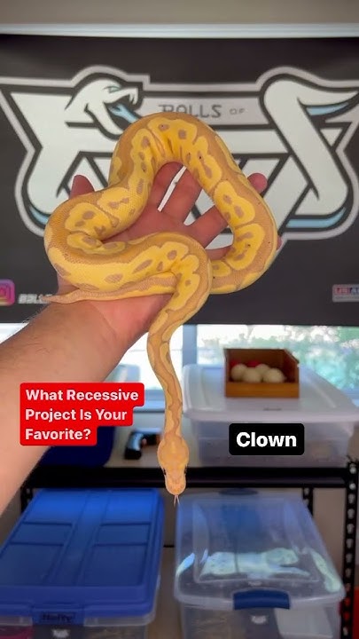 WHICH RECESSIVE BALL PYTHON PROJECT IS YOUR FAVORITE‼️ - YouTube