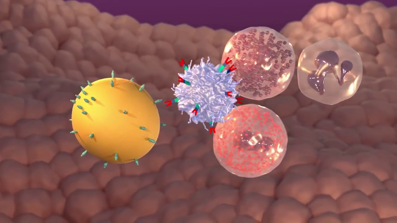 Immunotherapy How the Immune System Fights Cancer - YouTube