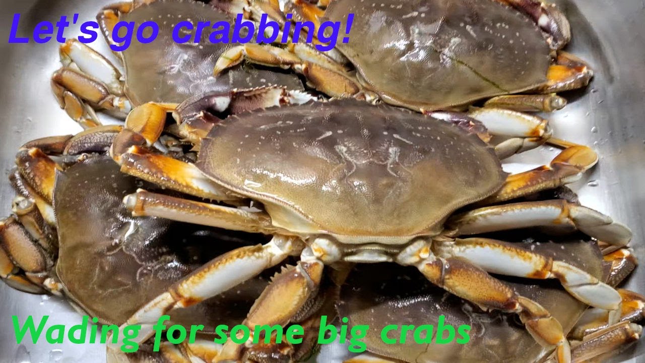 Wading For Dungeness Crab, Bring Home Some Big Ones For The Lady And ...