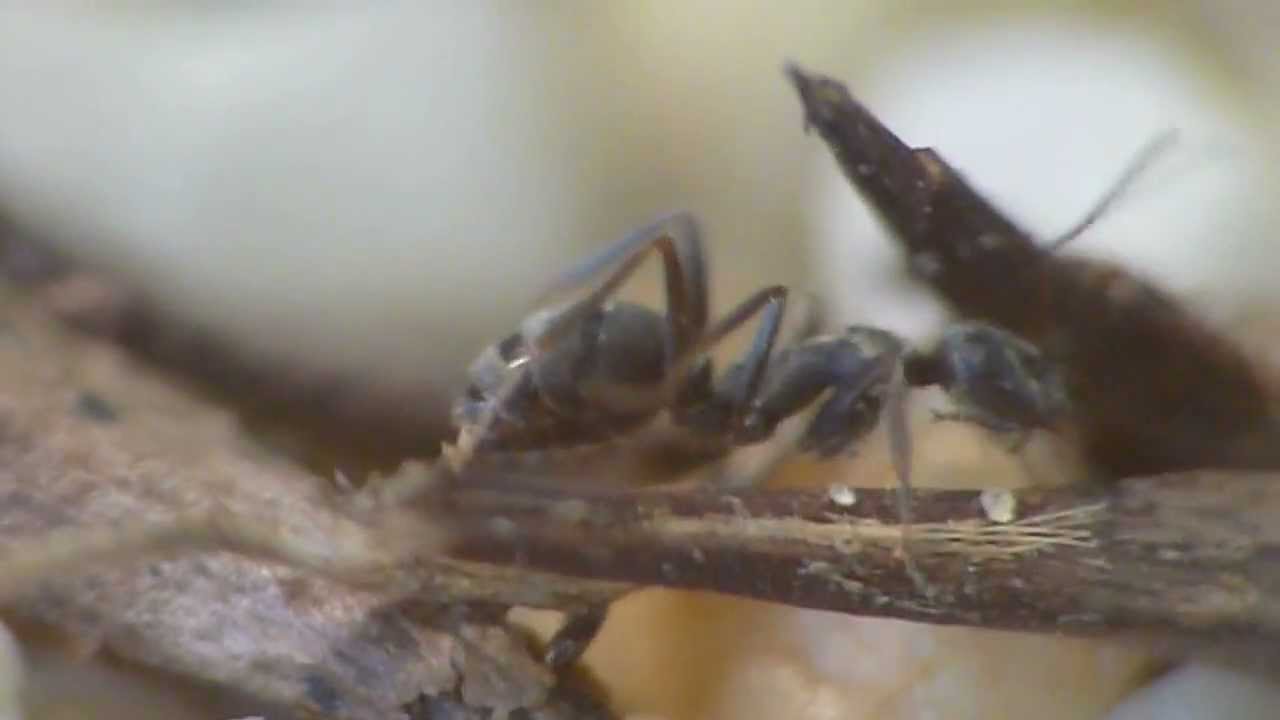 Formica fusca - New nest - YouTube