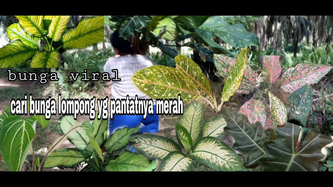 Berburu bunga lompong,KELADI yang lagi VIRAL di kebun kelapa sawit ...