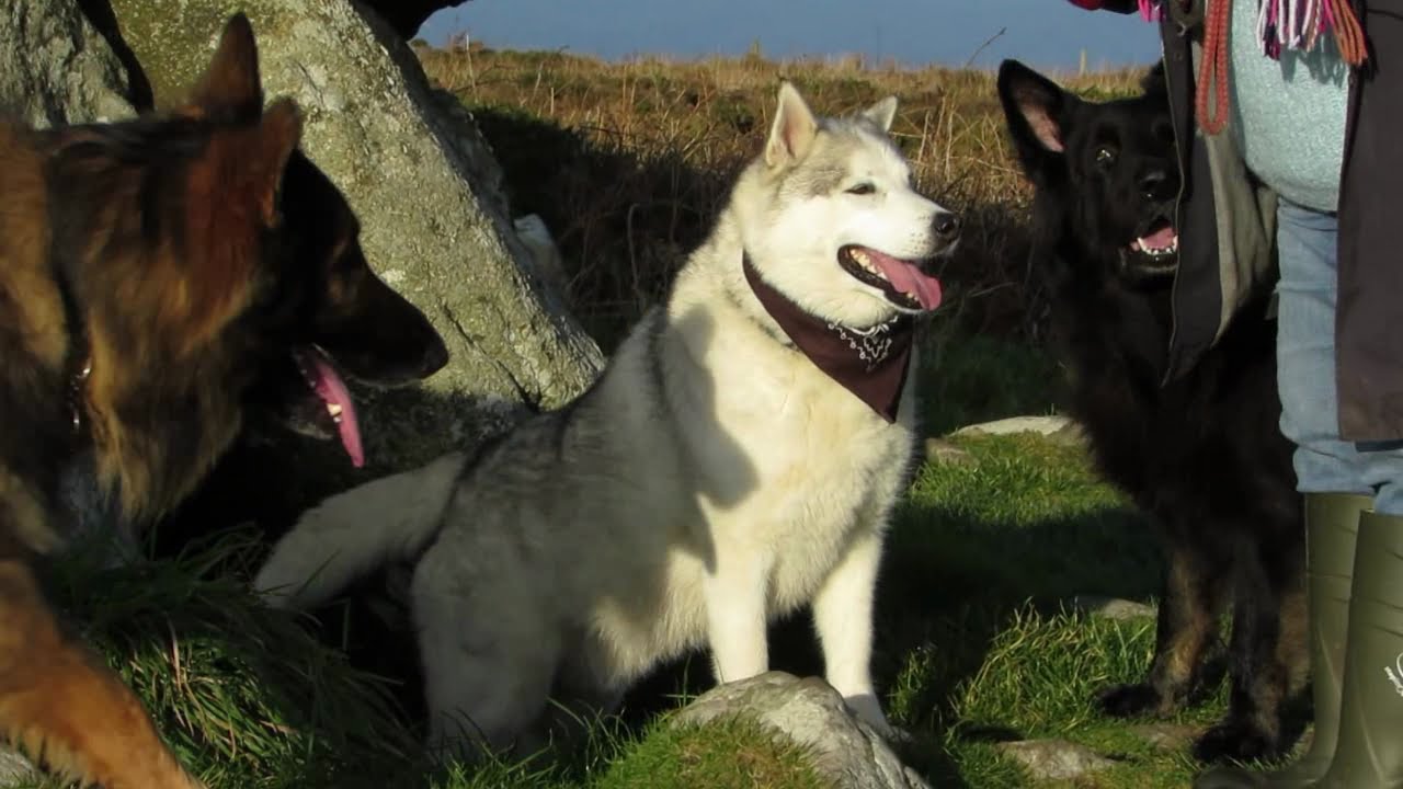 HUSKY and BESTIES hunt Rabbits, GHOSTIES and see the sky catch fire ...
