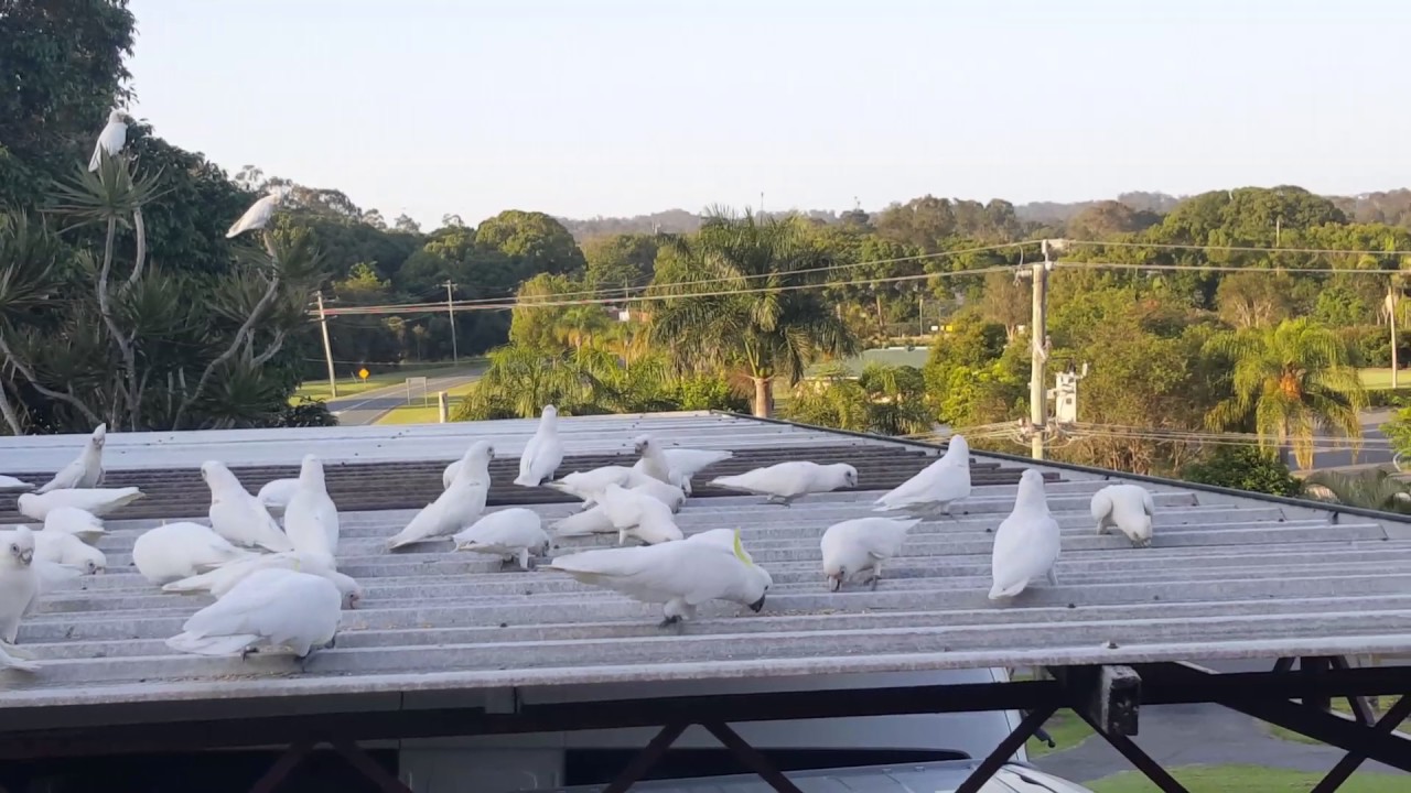 Cockatoo VS Corella - YouTube