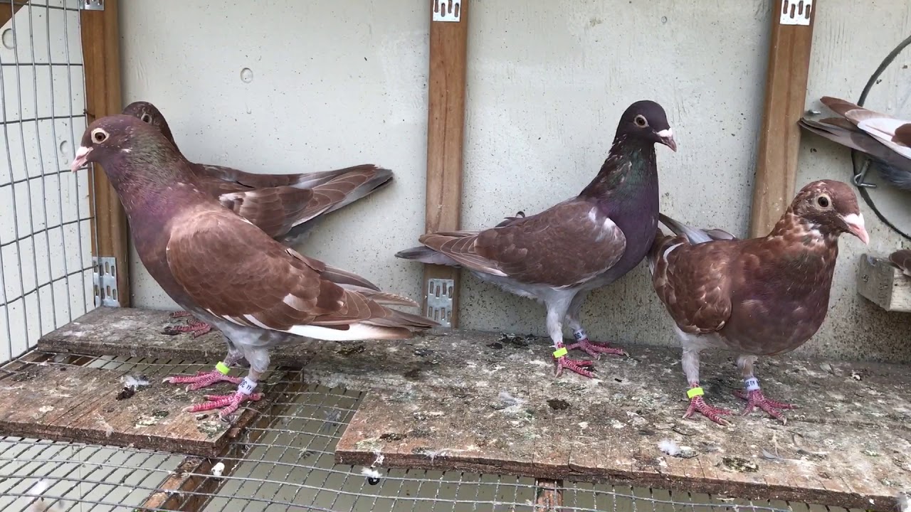 Karel Meulemans Racing Homers. September 28, 2017 - YouTube