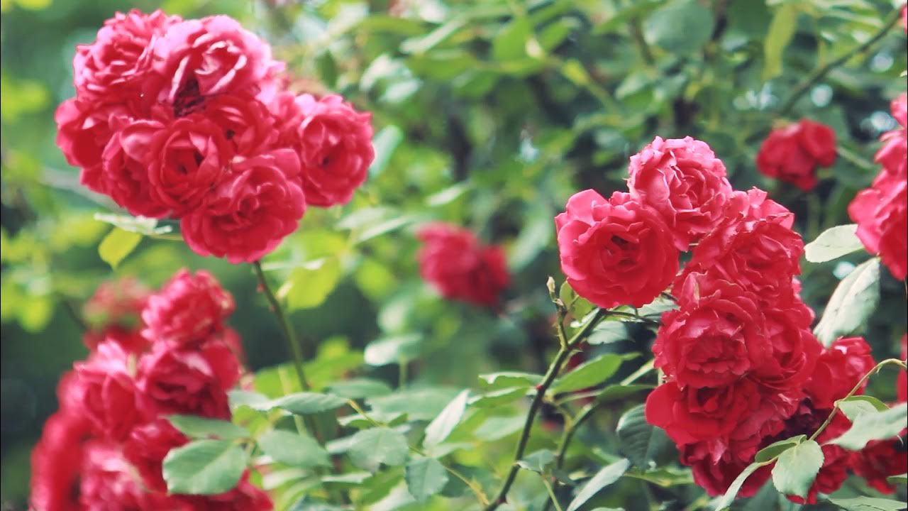 Кудрявые розы цветут летом | Футажи красивая природа [FullHD] - YouTube