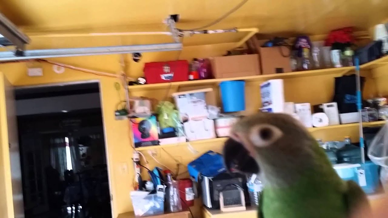 Dusky Headed Conure Baby