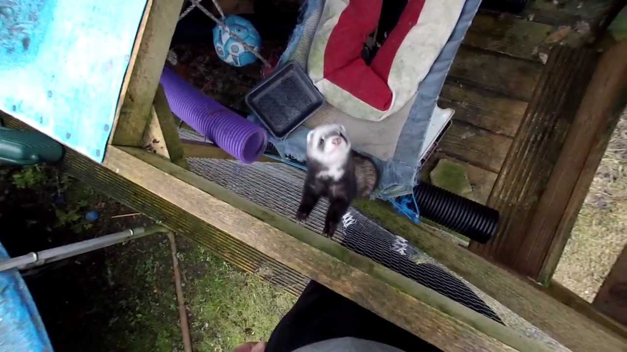 Ferret Feeding Time - YouTube