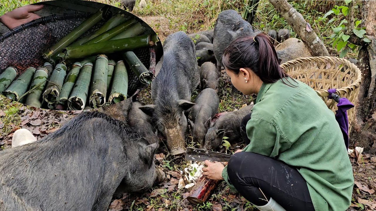 Baking cakes from cloves, taking care of pigs on the farm | lizicy ...