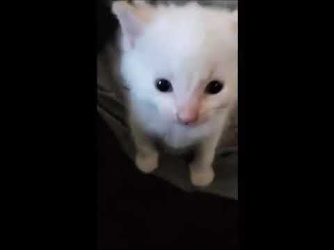 Hi Herbert meme - YouTube