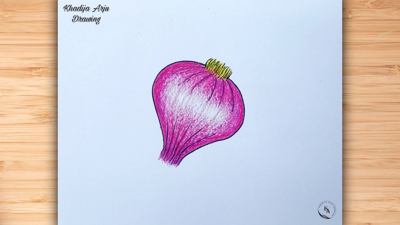 Onion drawing and coloring | How to draw onion step by step | Drawing ...