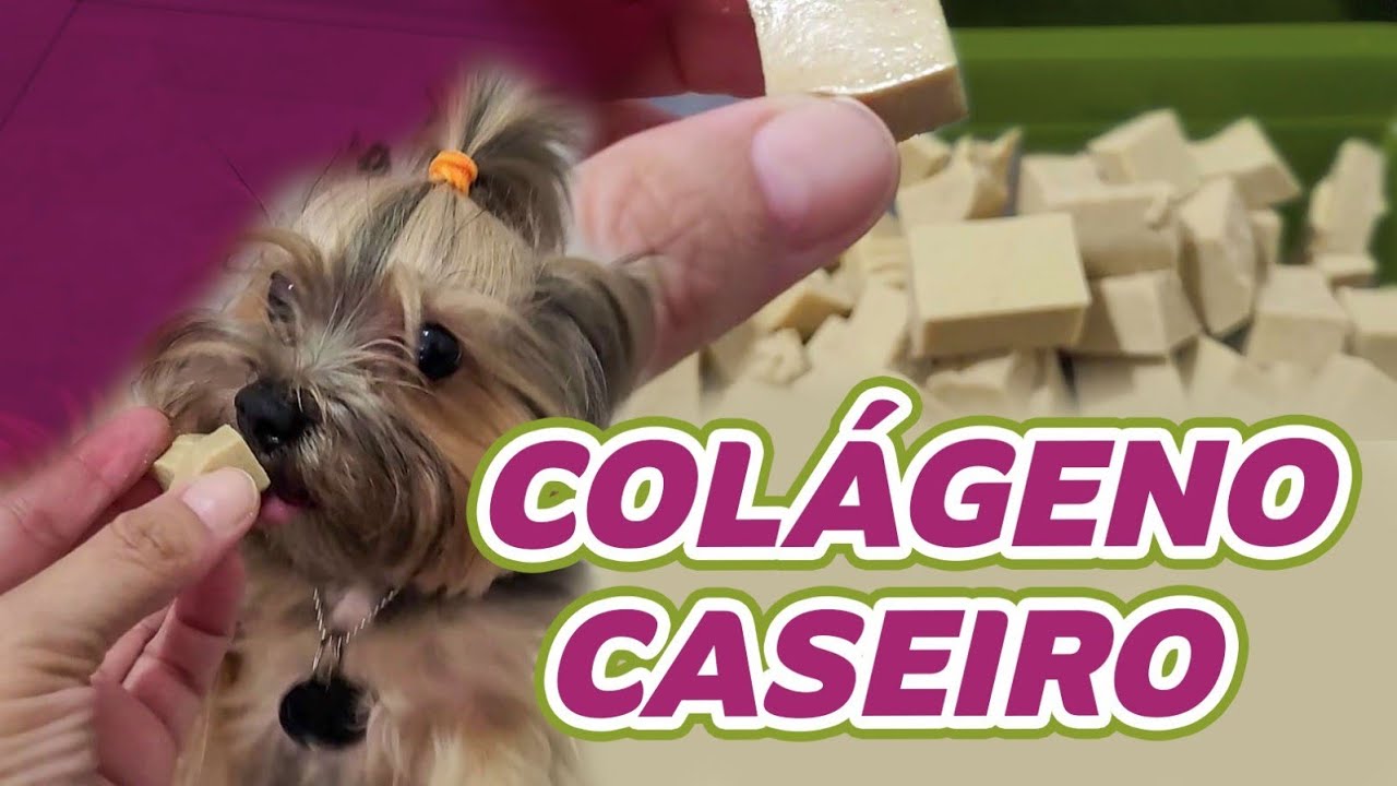 Fazendo colágeno caseiro para as dogs e para mim tbm! Suplemento ...