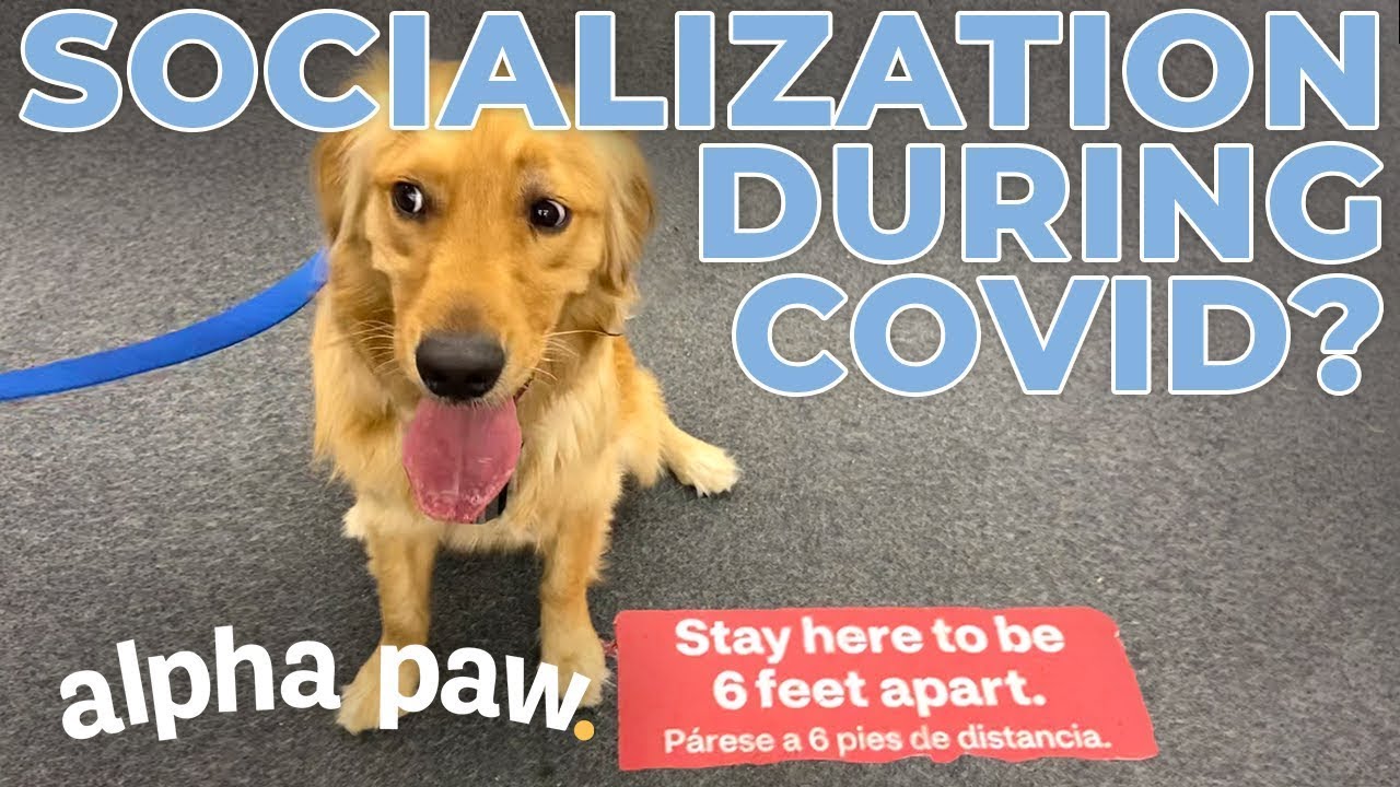 How Can You Socialize Your Dog While Social Distancing? - YouTube