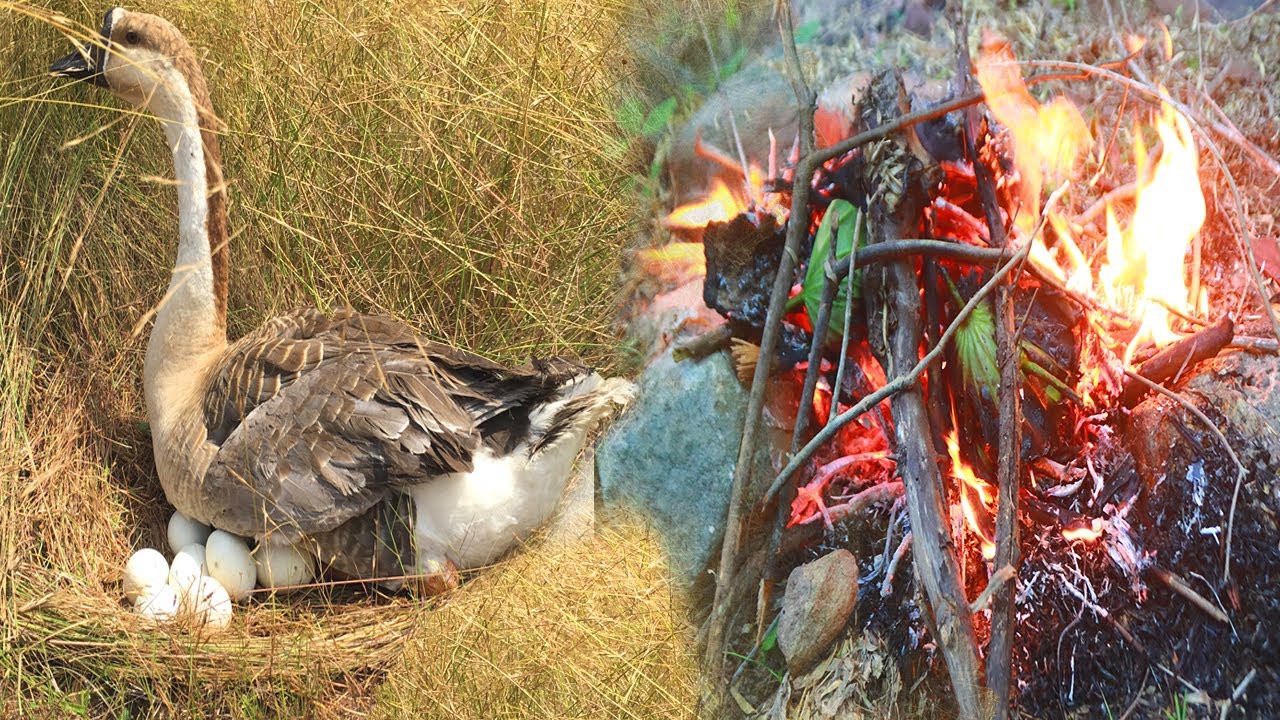 Shows how to cook goose eggs, roast lotus leaves, made in the mountains ...
