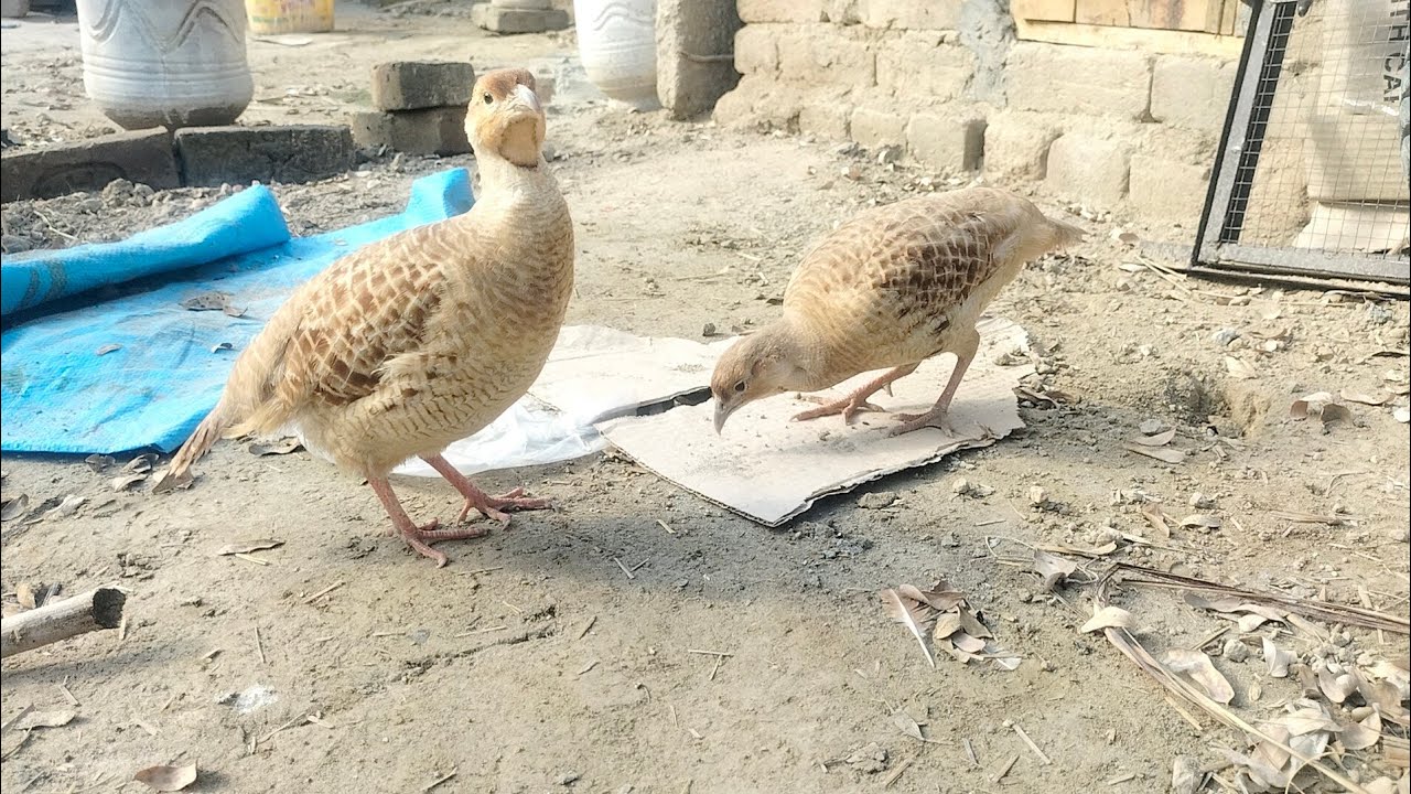 Teetar ki awaz | teetar sound | madi teetar ki awaz | gray francolin ...