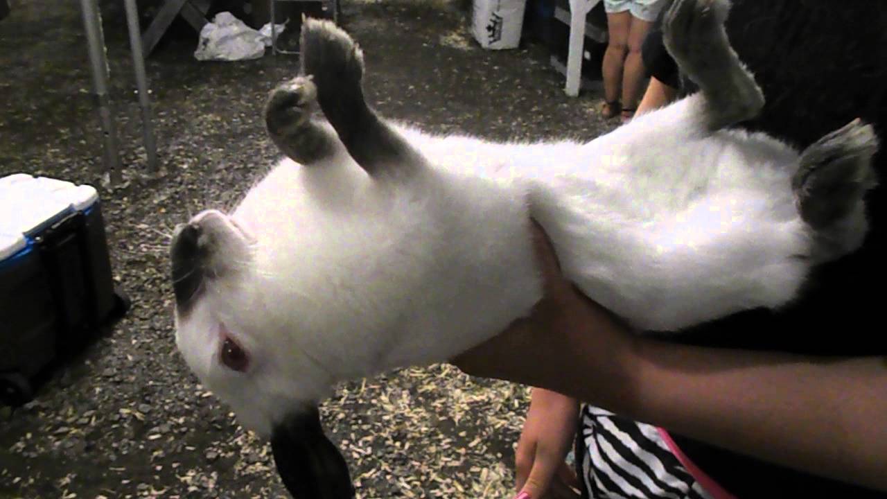 How To Hypnotize A Rabbit - YouTube