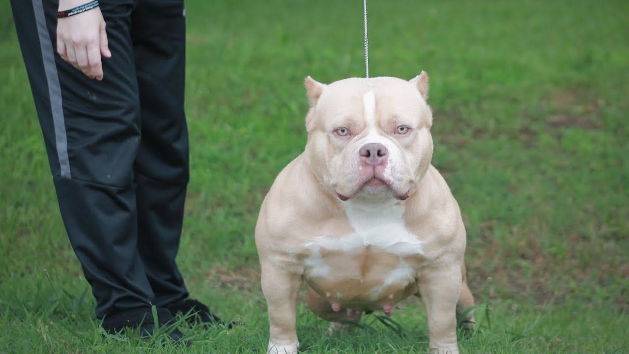 Female Pocket Bully W/ Extreme Muscle Definition!!! - YouTube